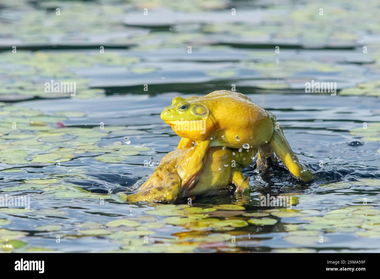 Bull frogs Lithobates catesbeianus. Male bull frogs fighting during the ...