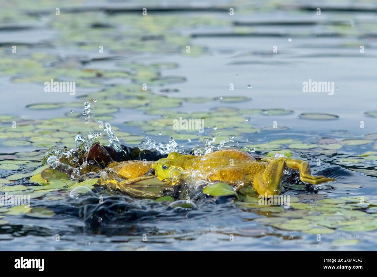 Bull frogs Lithobates catesbeianus. Male bull frogs fighting during the ...
