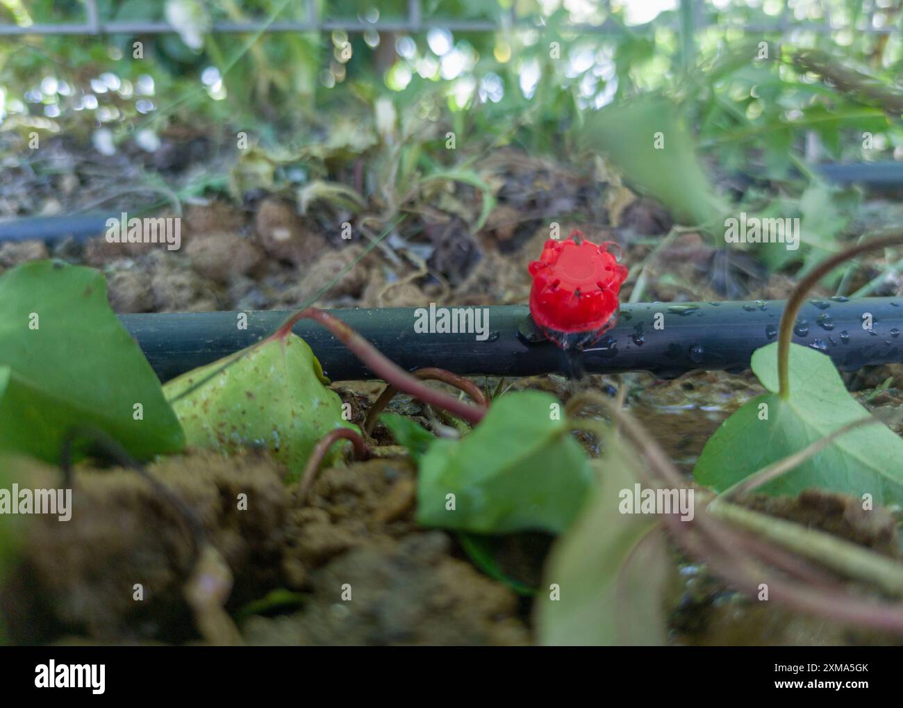 Adjustable dripper or bubbler in action. Gardening equipment for drip ...