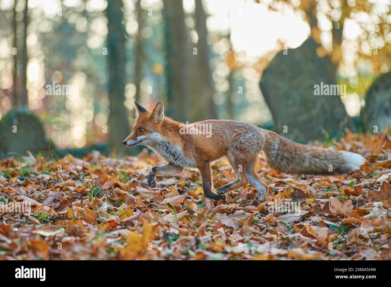 Red fox (Vulpes vulpes), running in a Jewish cemetery, surrounded by ...