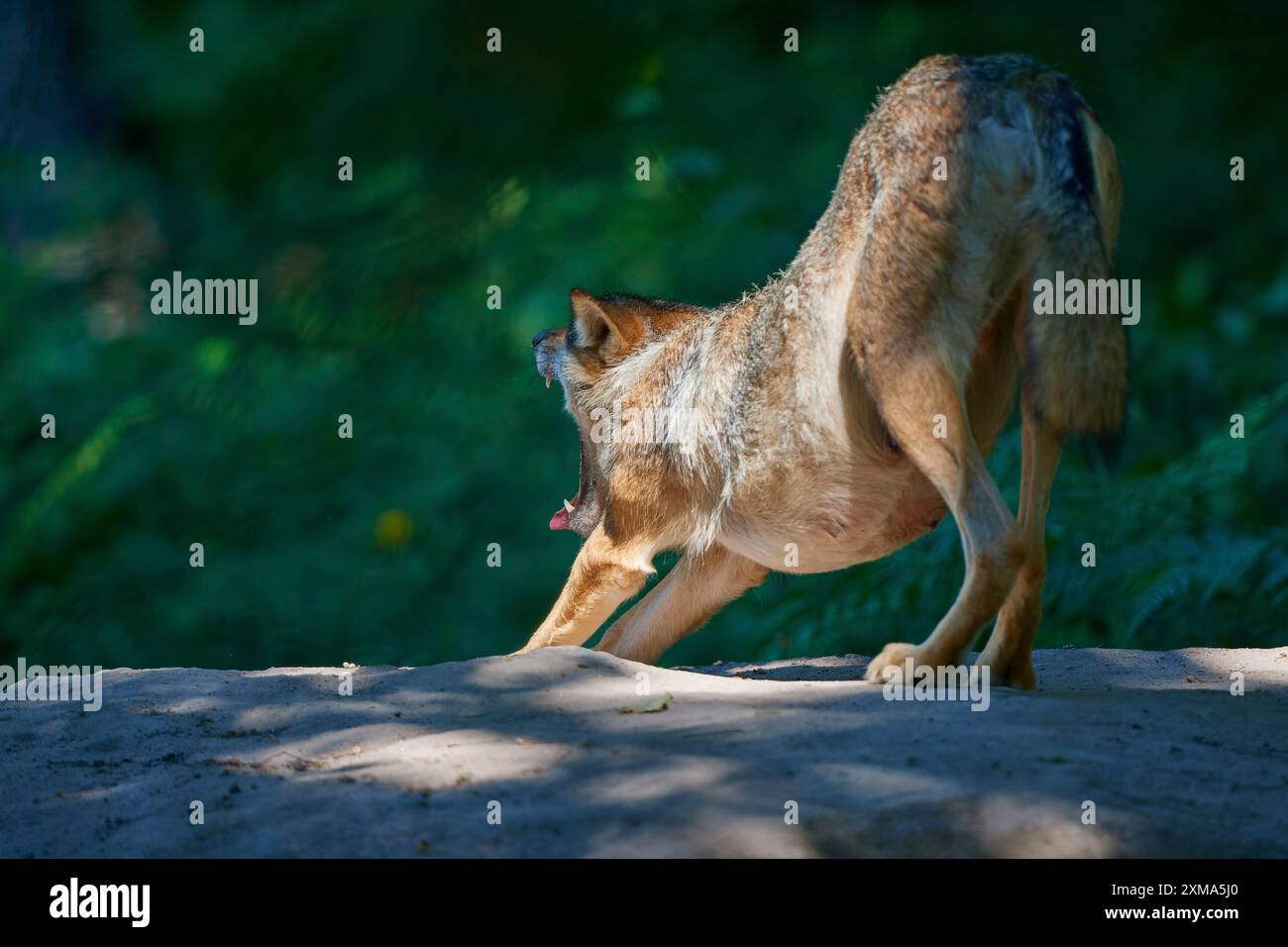 Gray wolf (Canis lupus), stretching in the forest, surrounded by green ...