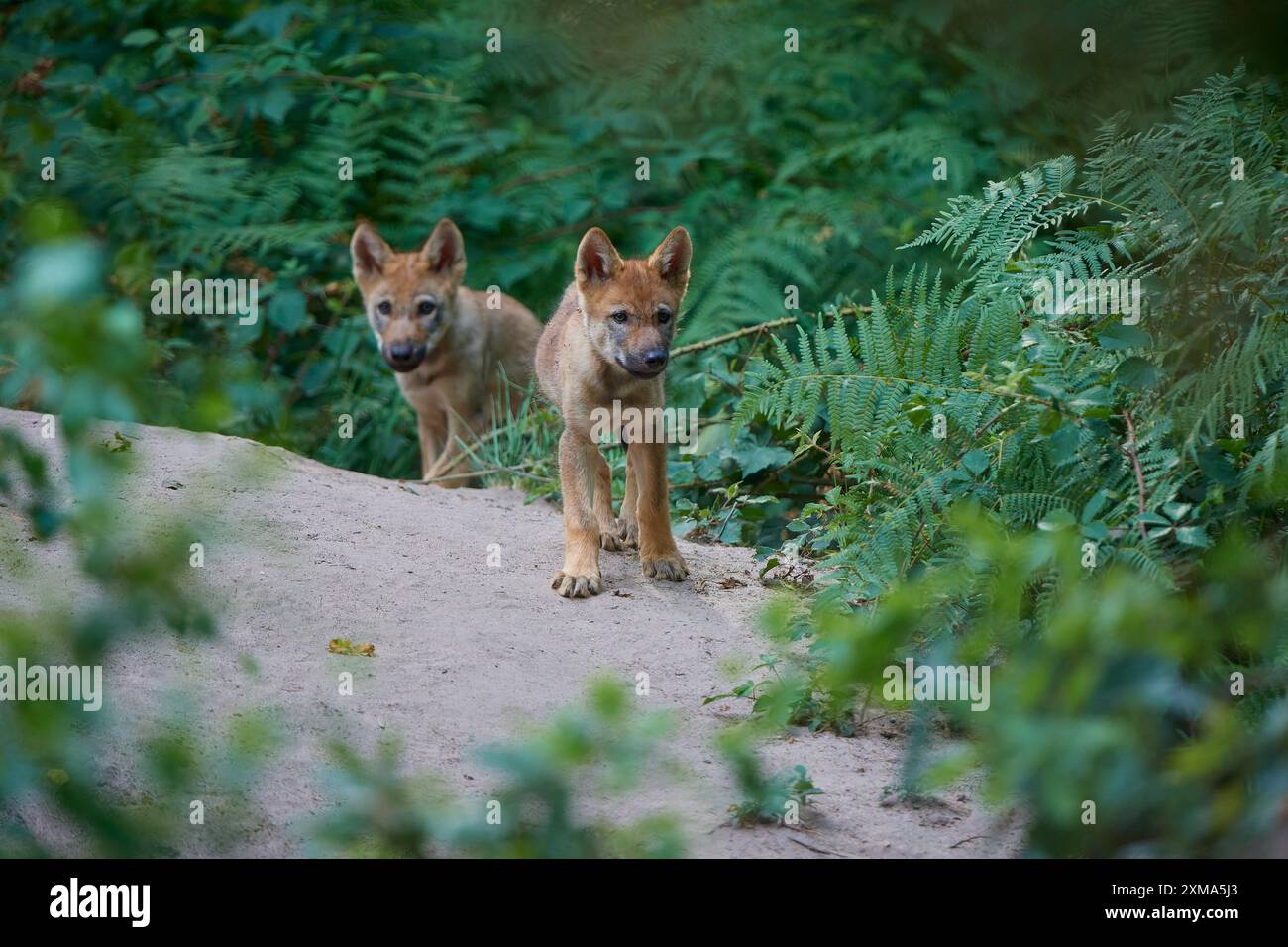 Gray wolf (Canis lupus), two pups walking carefully on a sandy hill in ...