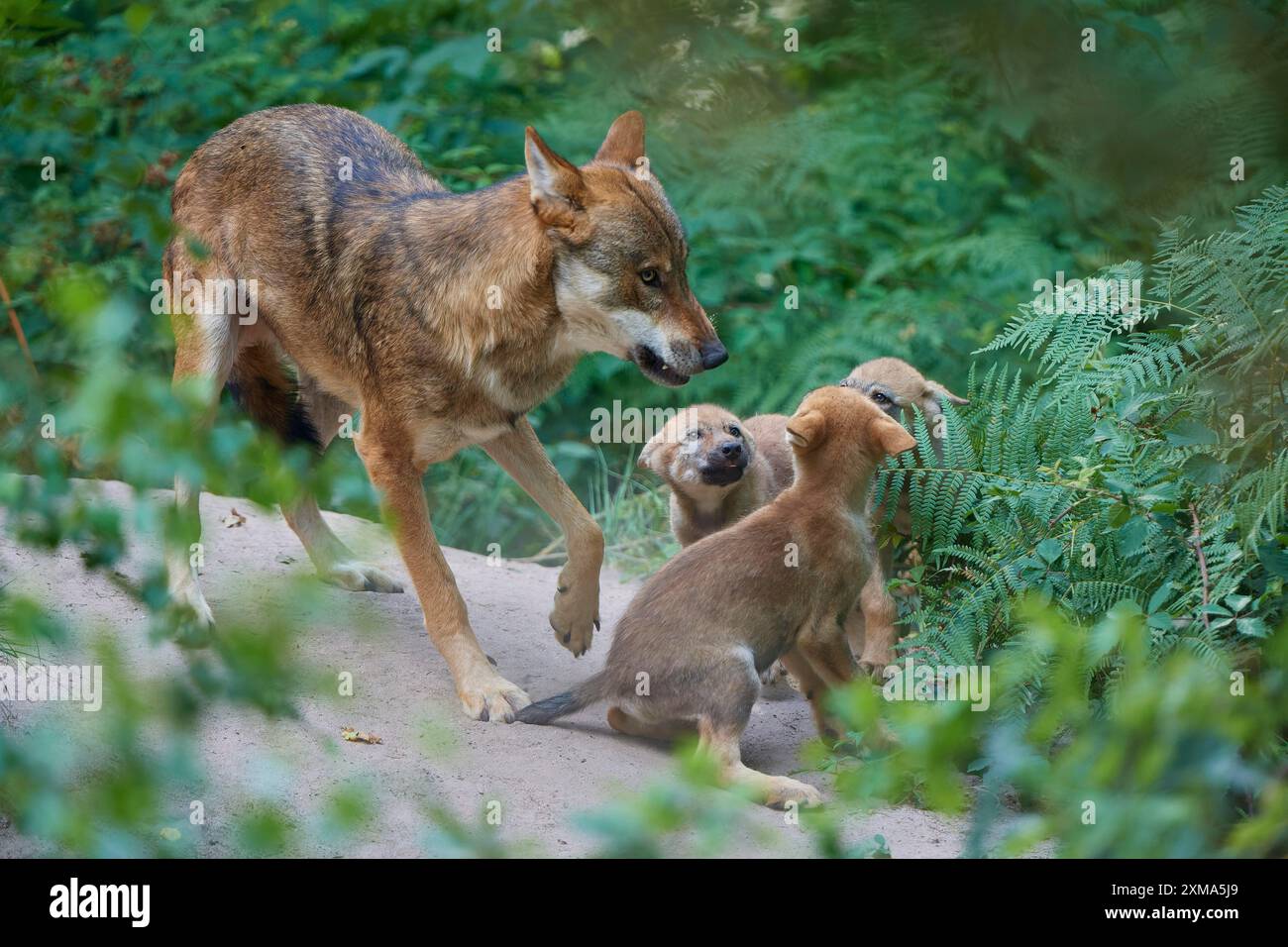 Gray wolf (Canis lupus), in a green forest, caring for its curious pups ...