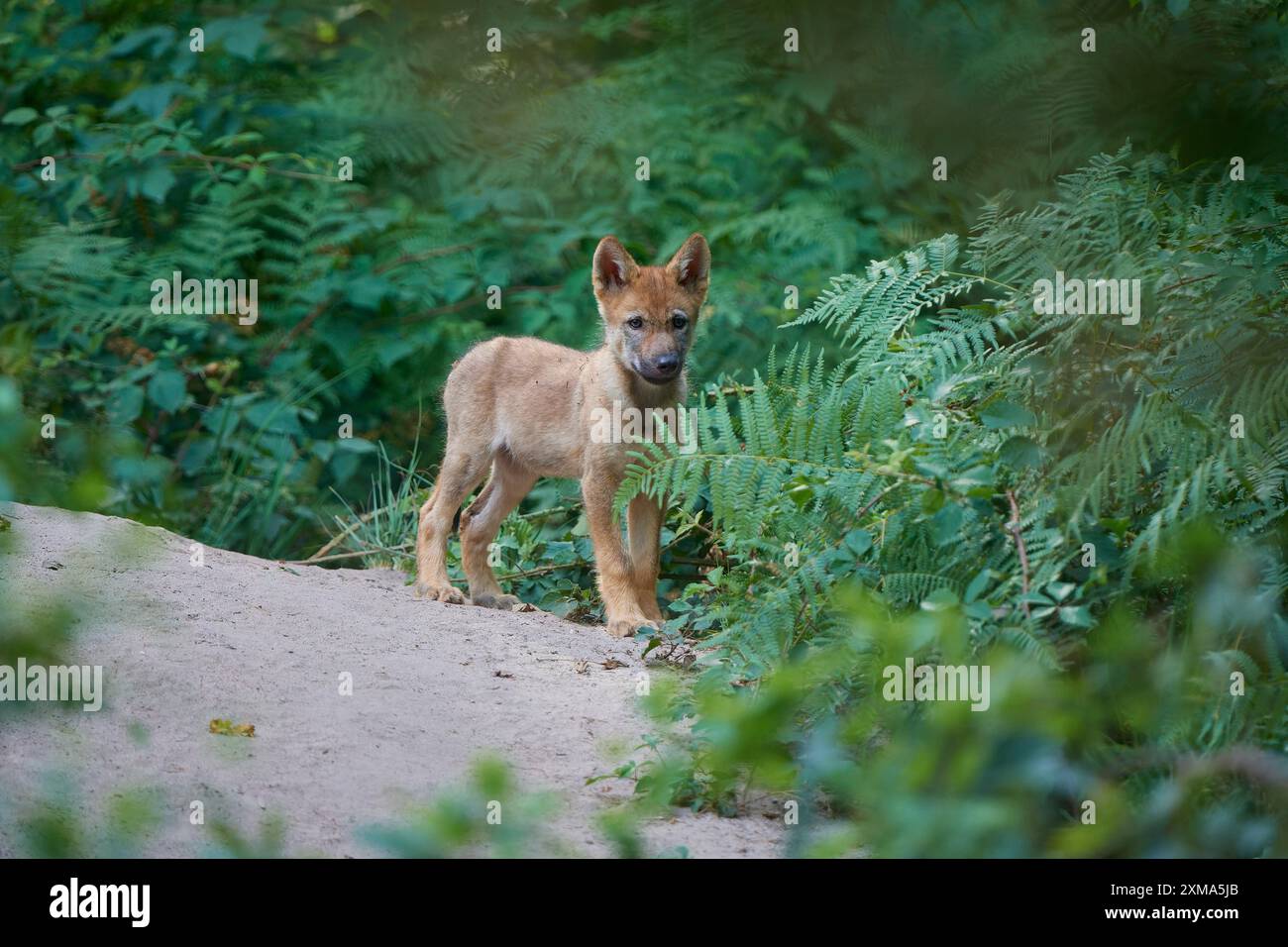 Gray wolf (Canis lupus), puppy standing on a path surrounded by green ...
