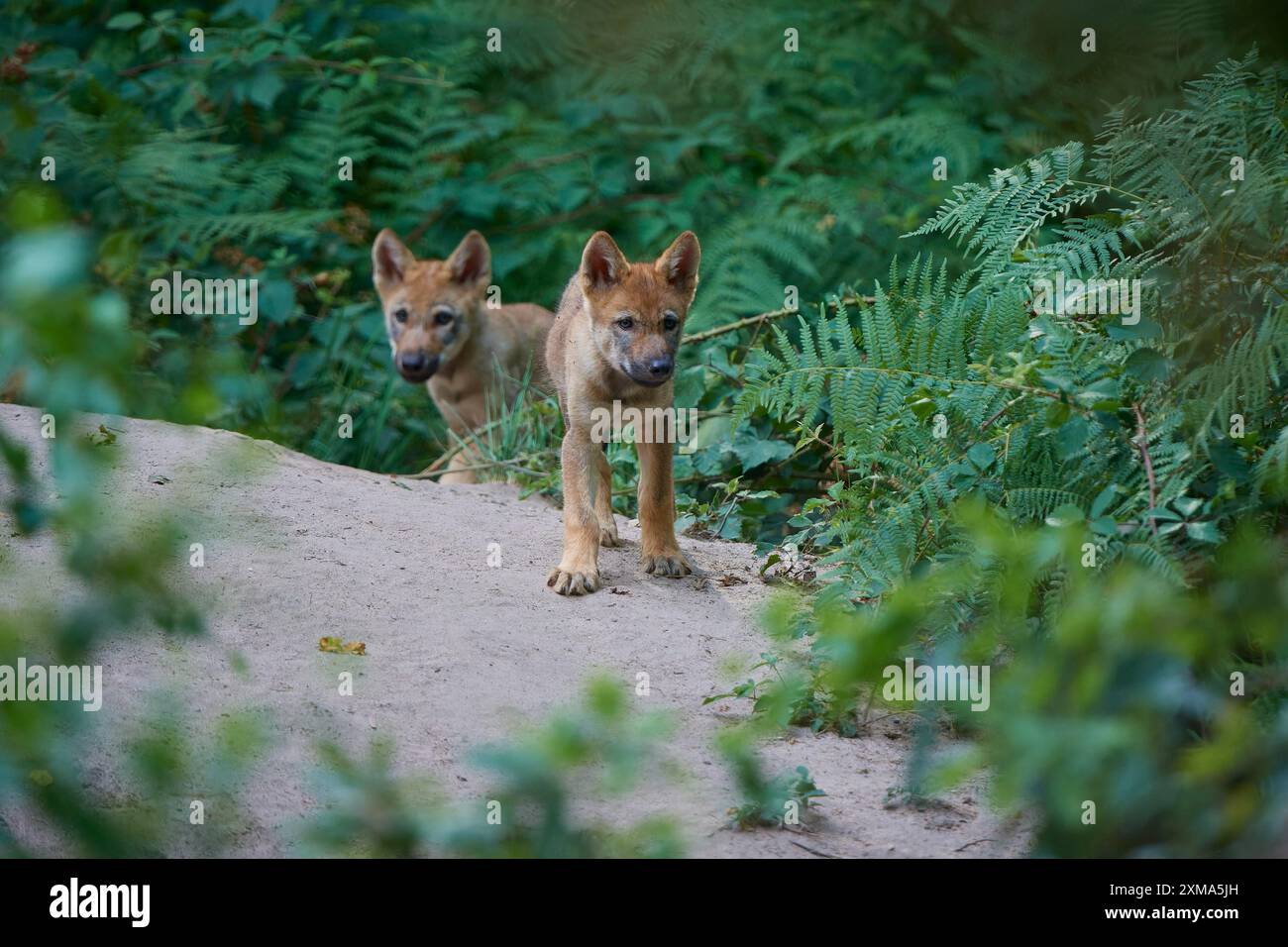 Gray wolf (Canis lupus), two pups walking carefully on a sandy hill in ...