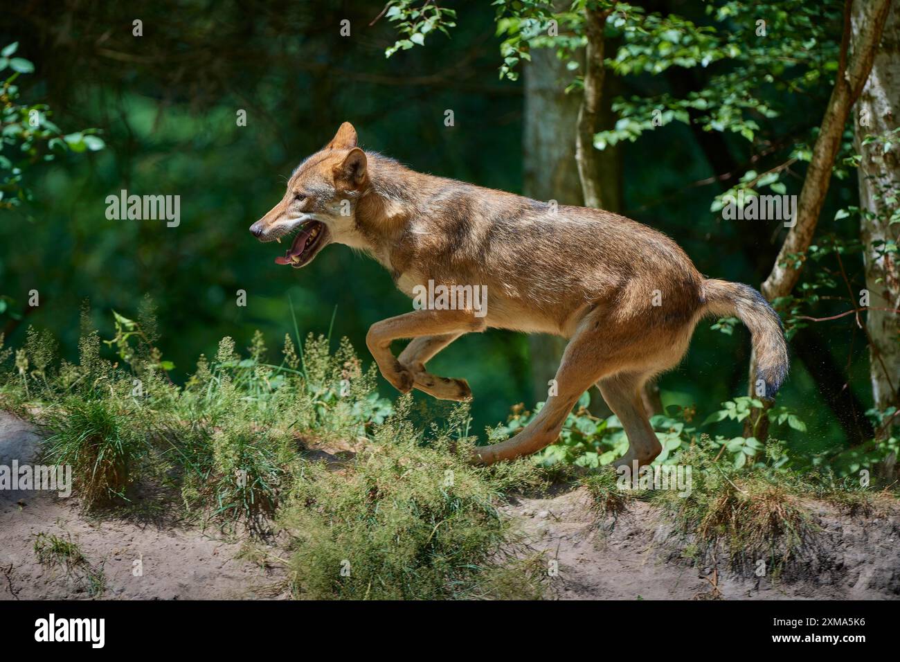 Gray wolf (Canis lupus), jumping in the forest, on a sandy hill ...