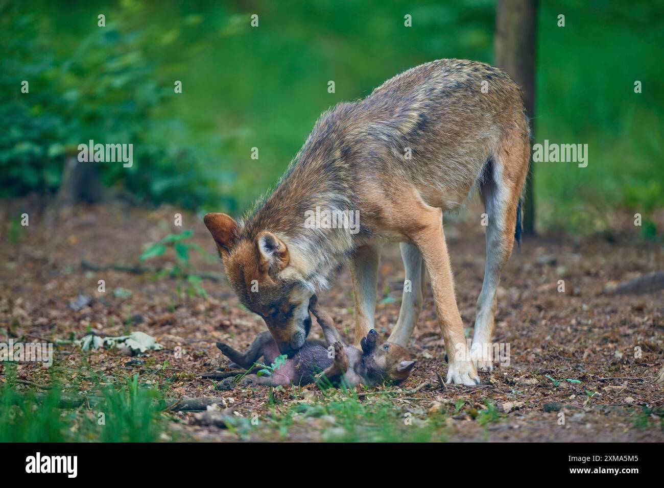 Gray wolf (Canis lupus), caring for each other with a young, in the ...