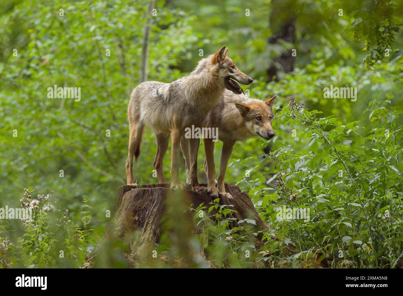 Wolf (Canis lupus), two wolves standing on a tree stump in forest ...