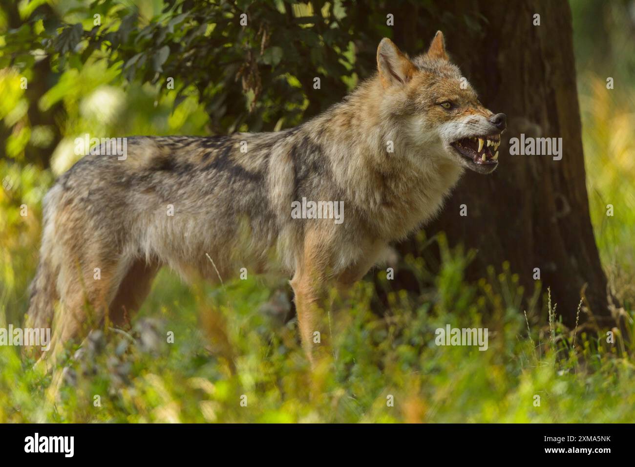 Wolf baring teeth hi-res stock photography and images - Alamy