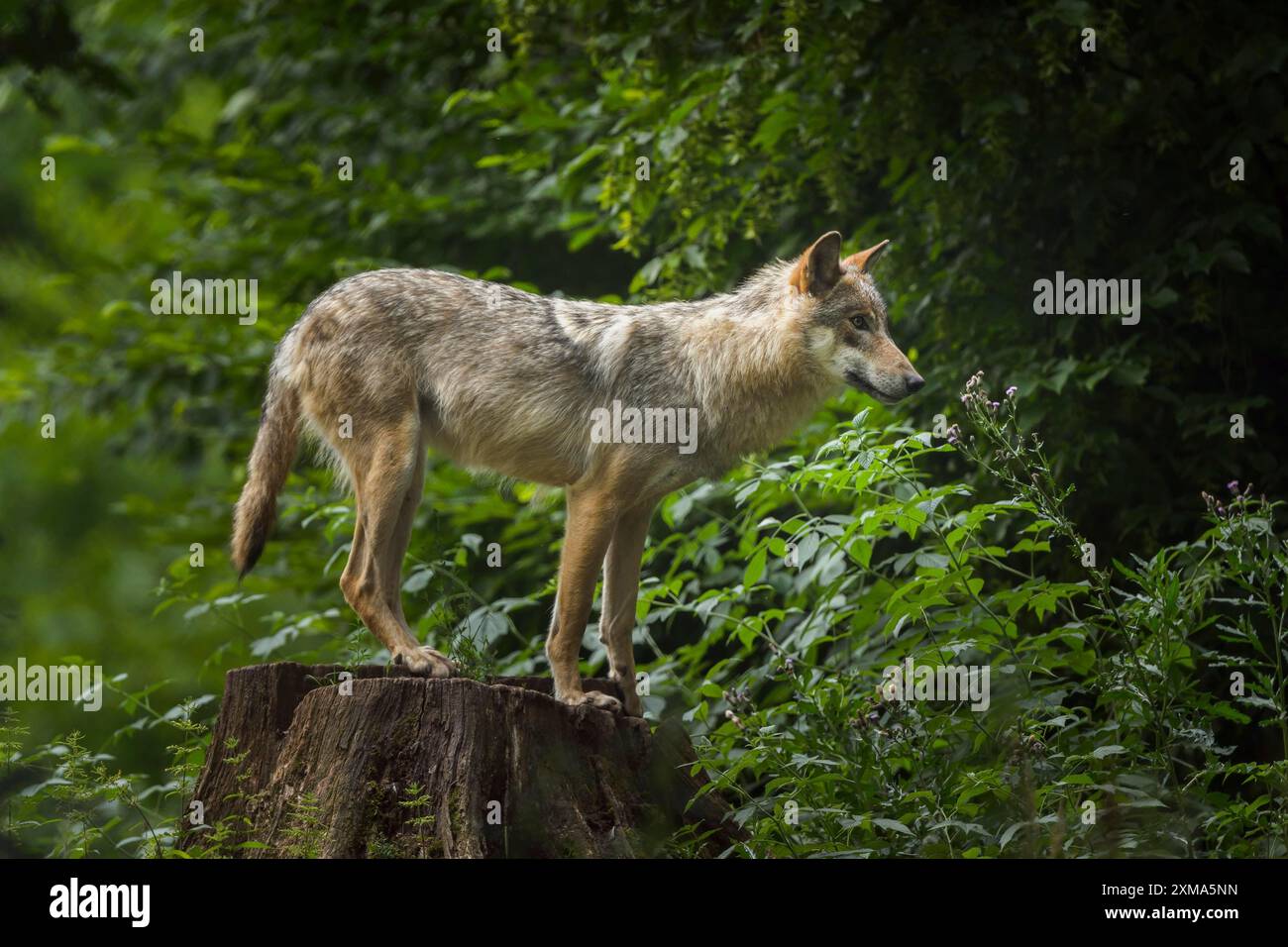 Wolf (Canis lupus), standing on a tree stump in forest, summer, Germany ...