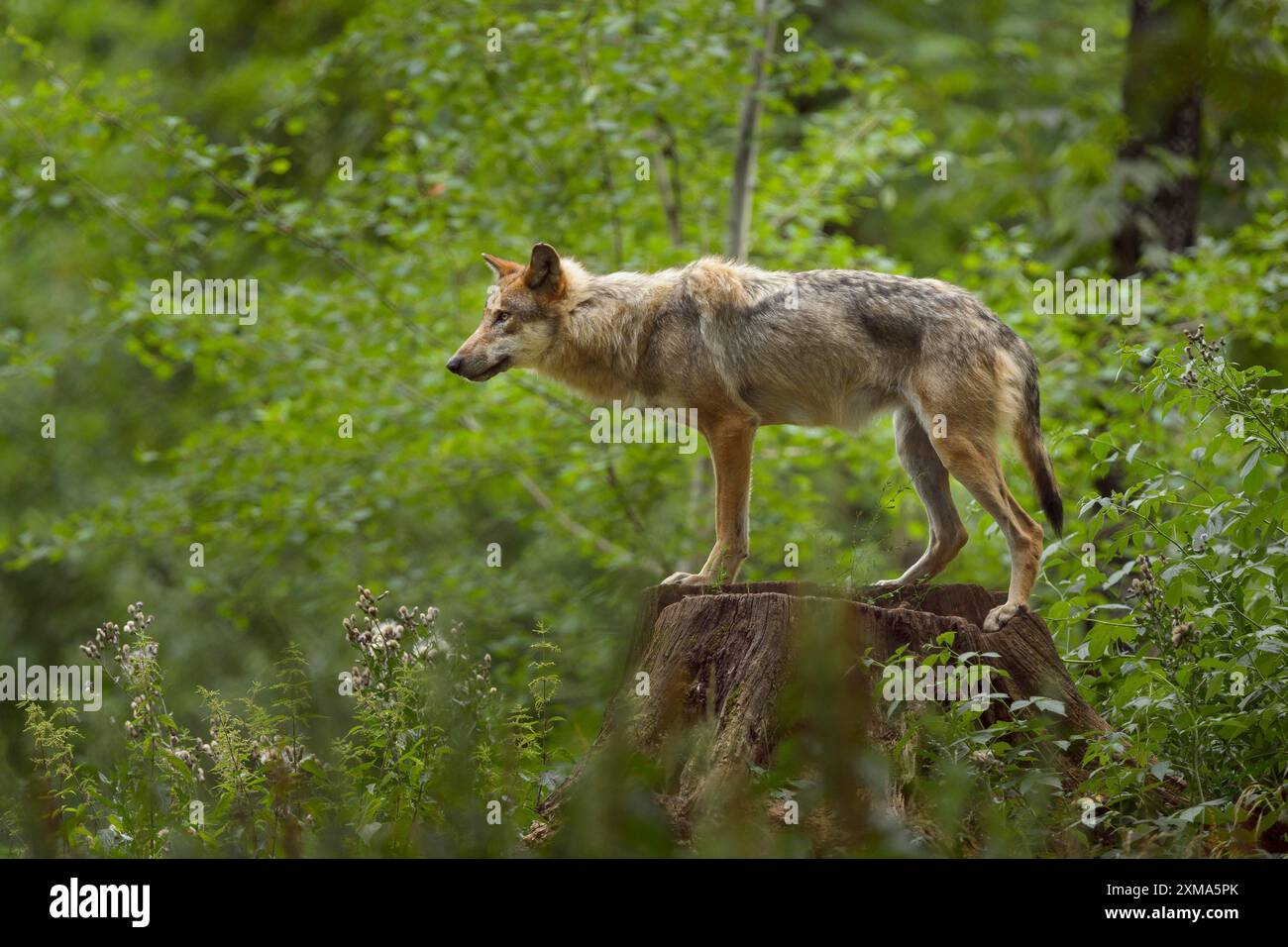 Wolf (Canis lupus), standing on a tree stump in forest, summer, Germany ...