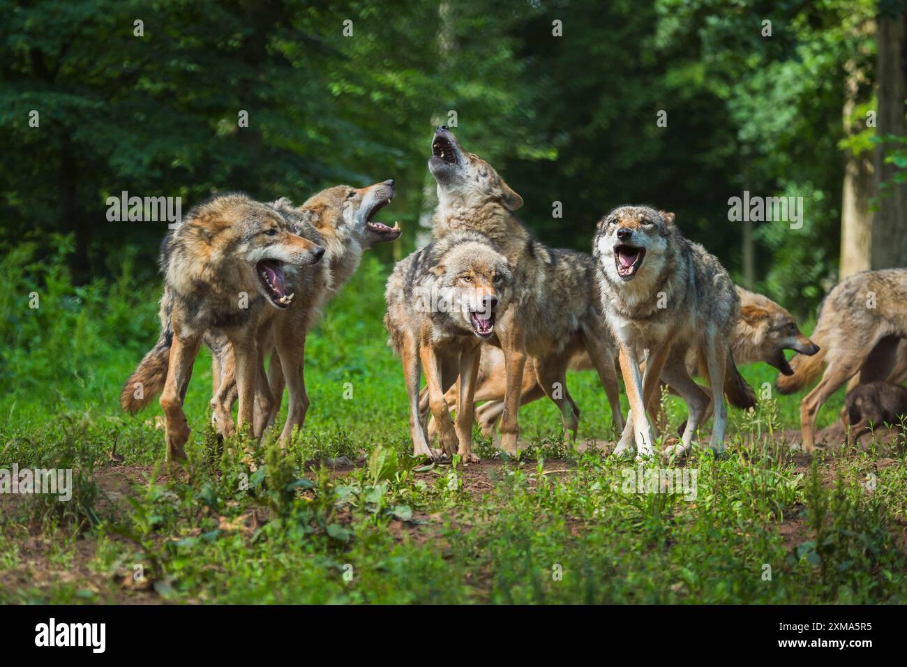 Wolf howl pack hi-res stock photography and images - Alamy