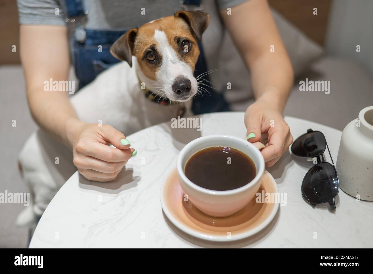 Jack Russell sits on the lap of the hostess in a cafe. Woman drinking ...