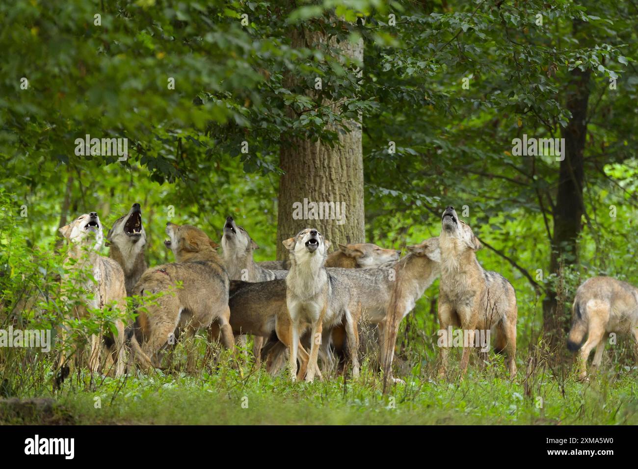 Howling group of wolves hi-res stock photography and images - Alamy