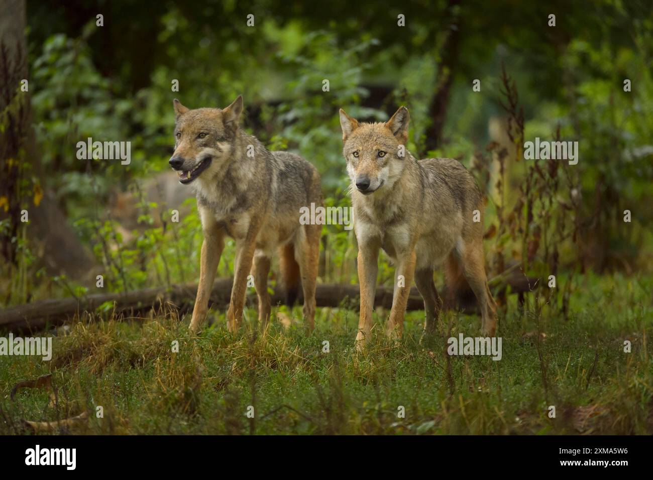 Wolf (Canis lupus), two wolves in forest, summer, Germany Stock Photo ...