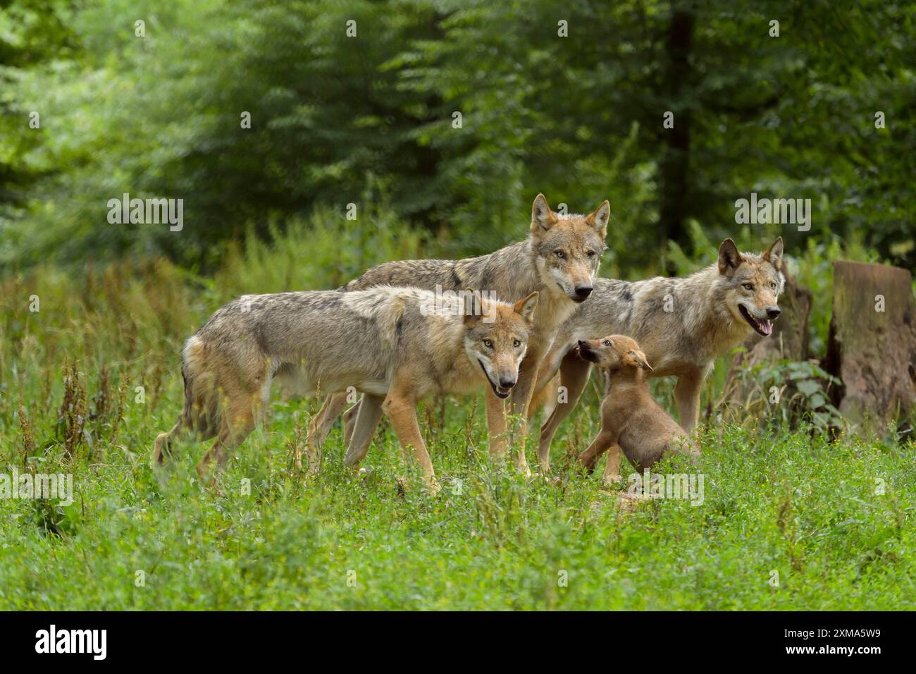 Wolf (Canis lupus), pack of wolves with young in forest, summer ...