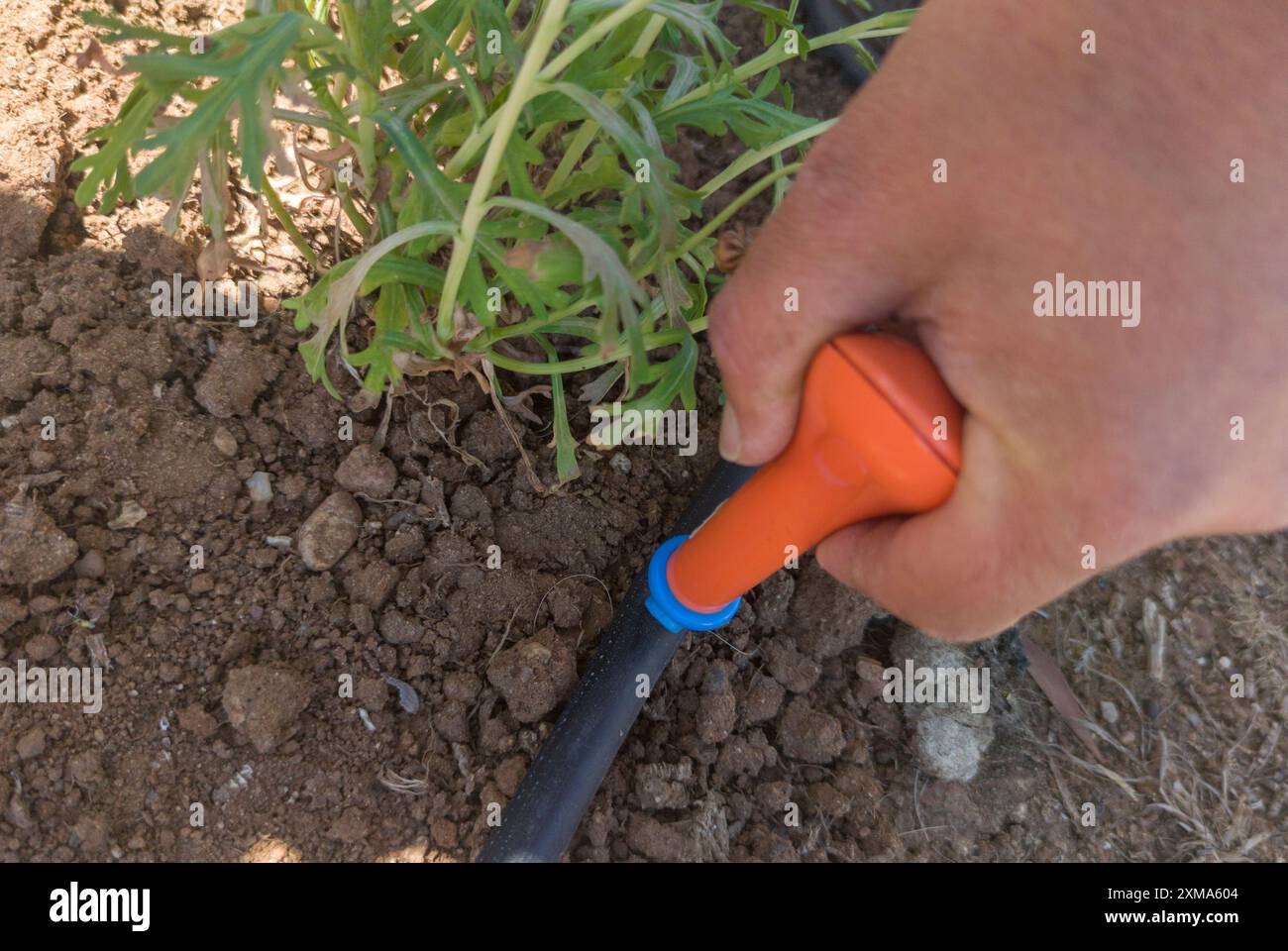 Installing drip irrigation system hi-res stock photography and images ...