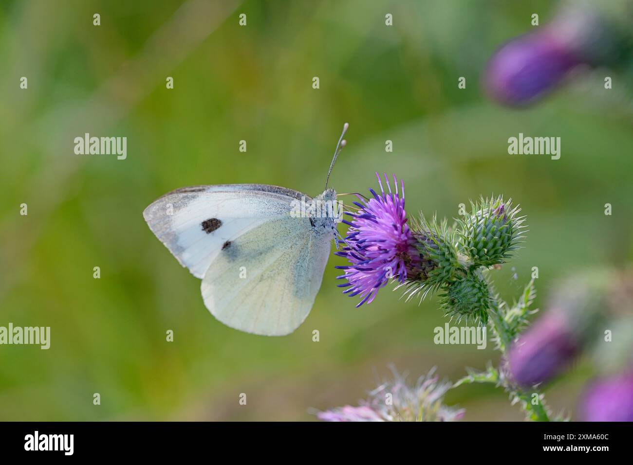 Butterfly, white butterfly (Pieridae), butterfly sitting on a flower of ...