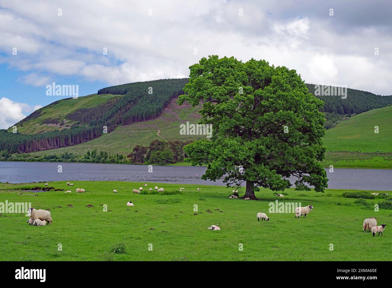 Scottish borders big sky hi-res stock photography and images - Alamy