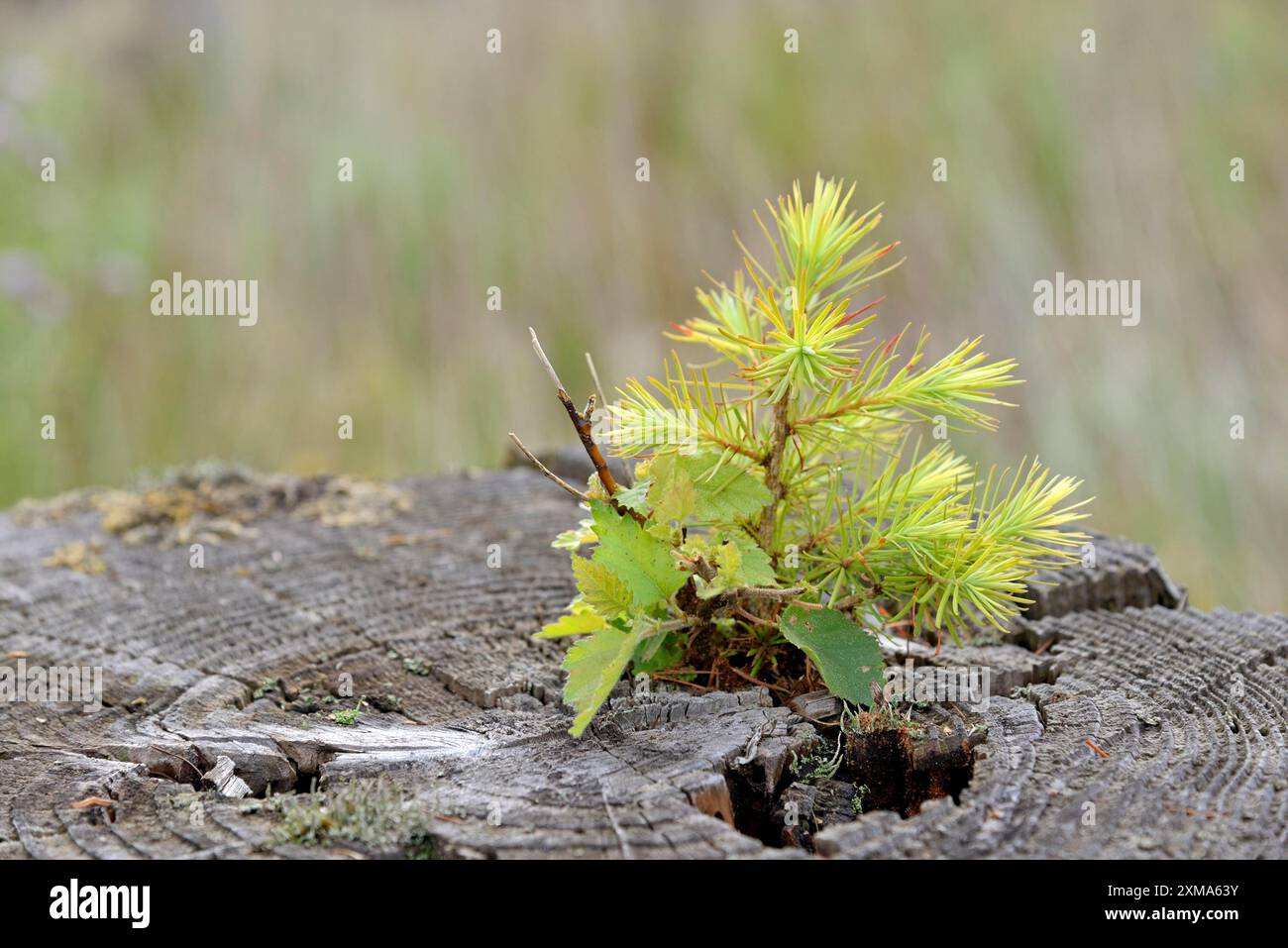 European spruce (Picea abies), sawn-off trunk, seedling growing on the ...