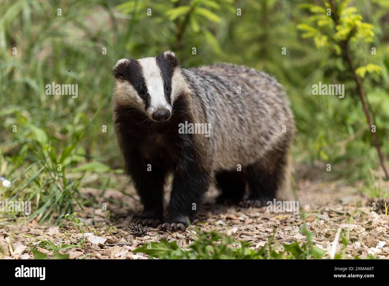 A badger standing in the green forest in summer, european badger (Meles ...