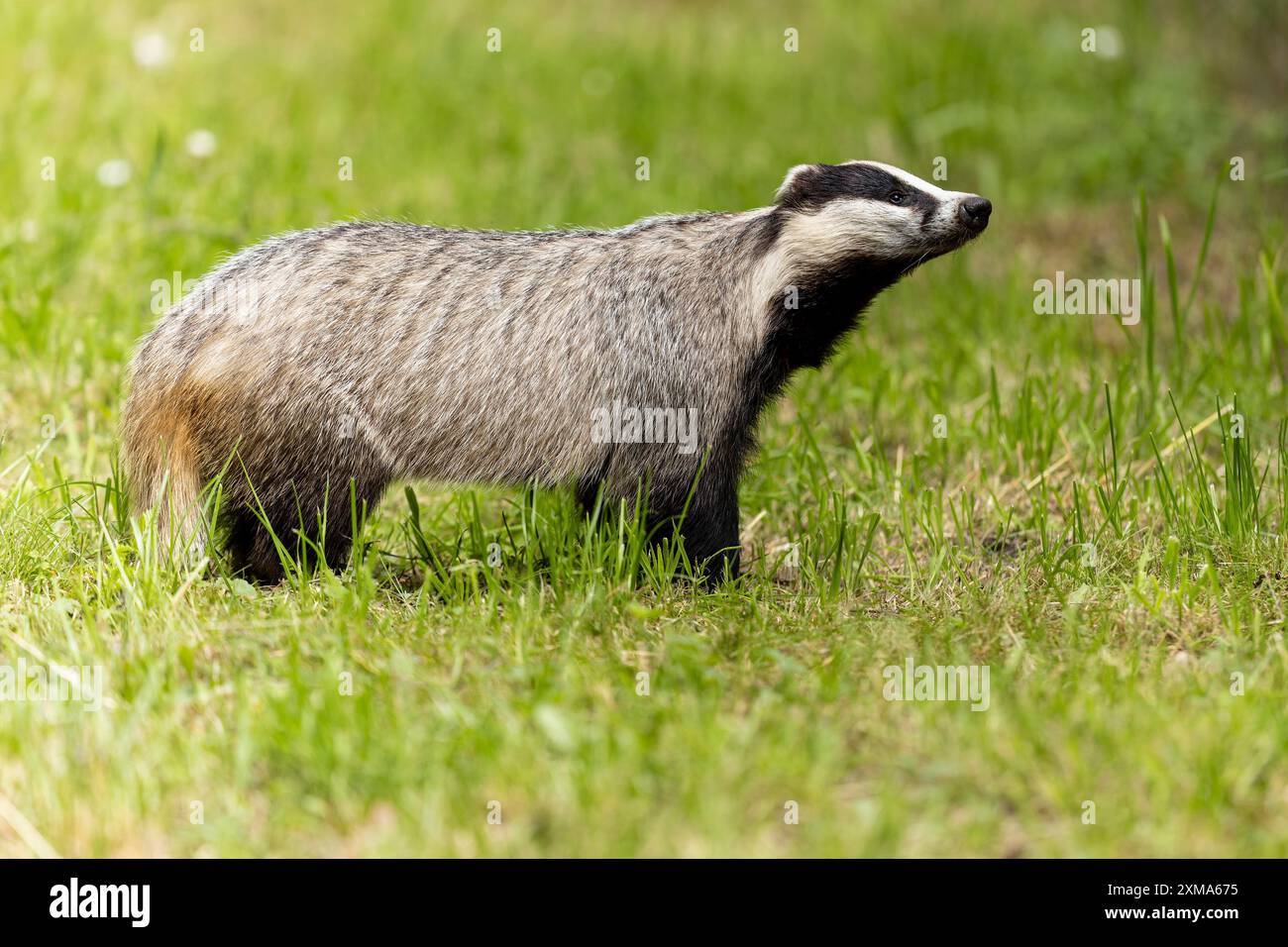 Badger raises its head and sniffs in a green meadow, european badger ...