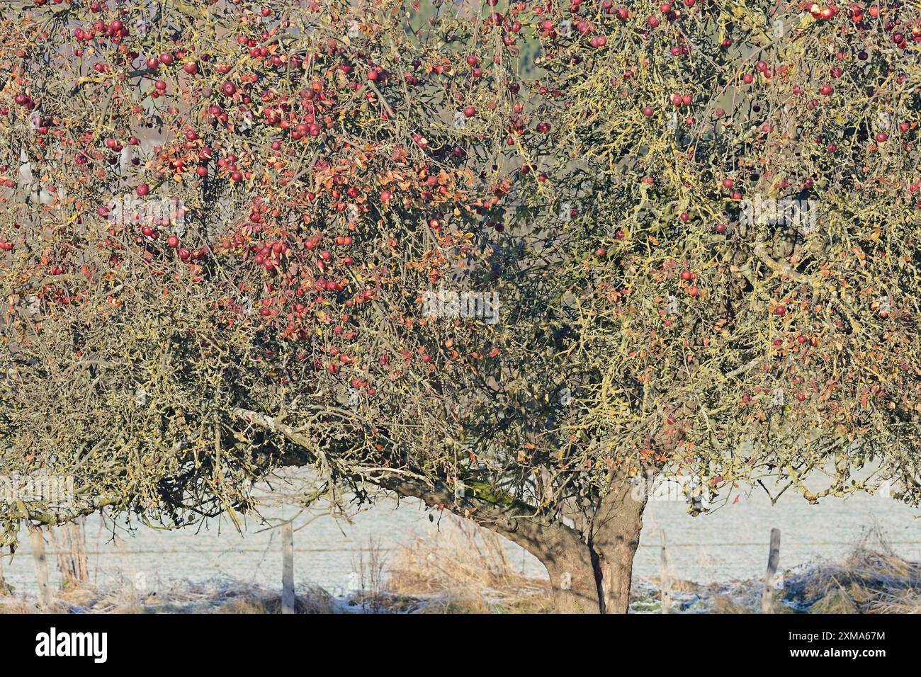 Apple tree (Malus domestica) in winter with eaten red apples, food ...