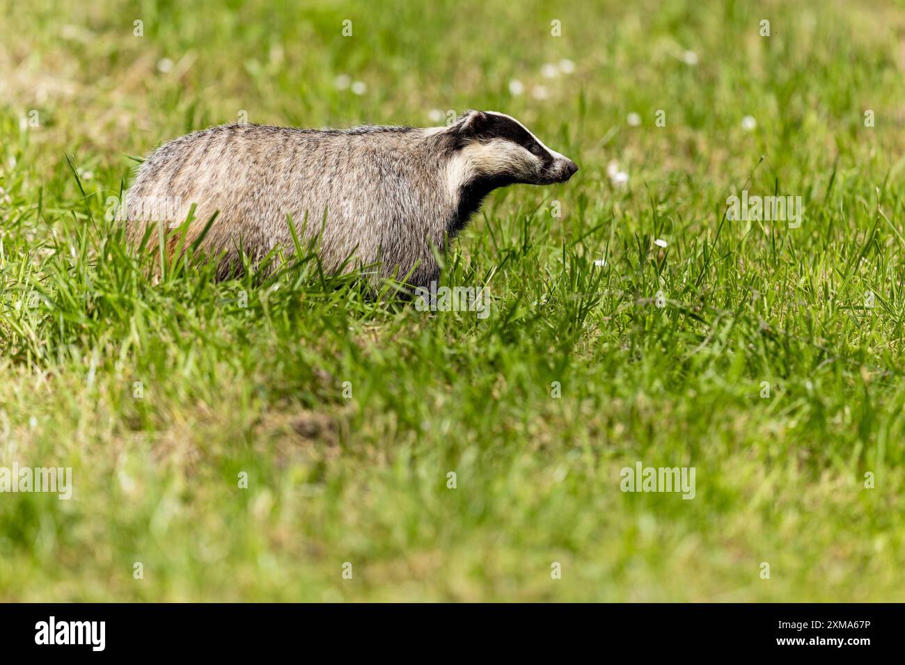 A badger standing in a wide field under a bright sky, european badger ...