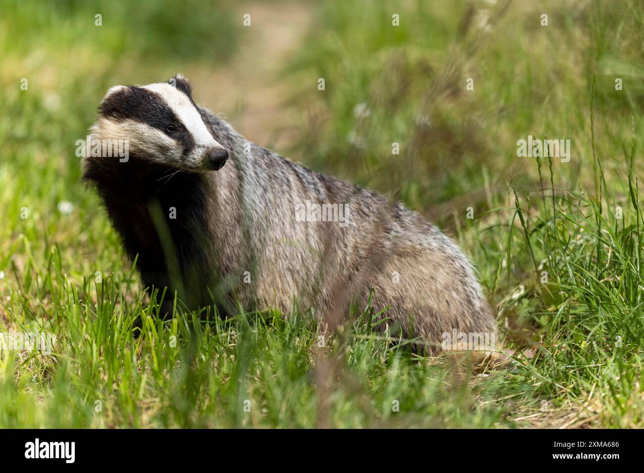 A badger looks back while in the wild, european badger (Meles meles ...