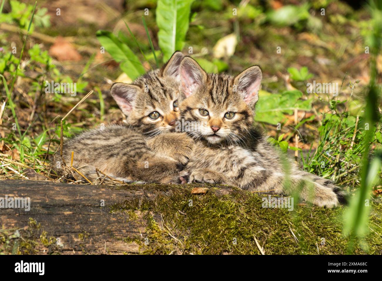 Two tabby kittens sitting on mossy ground in the forest, surrounded by ...