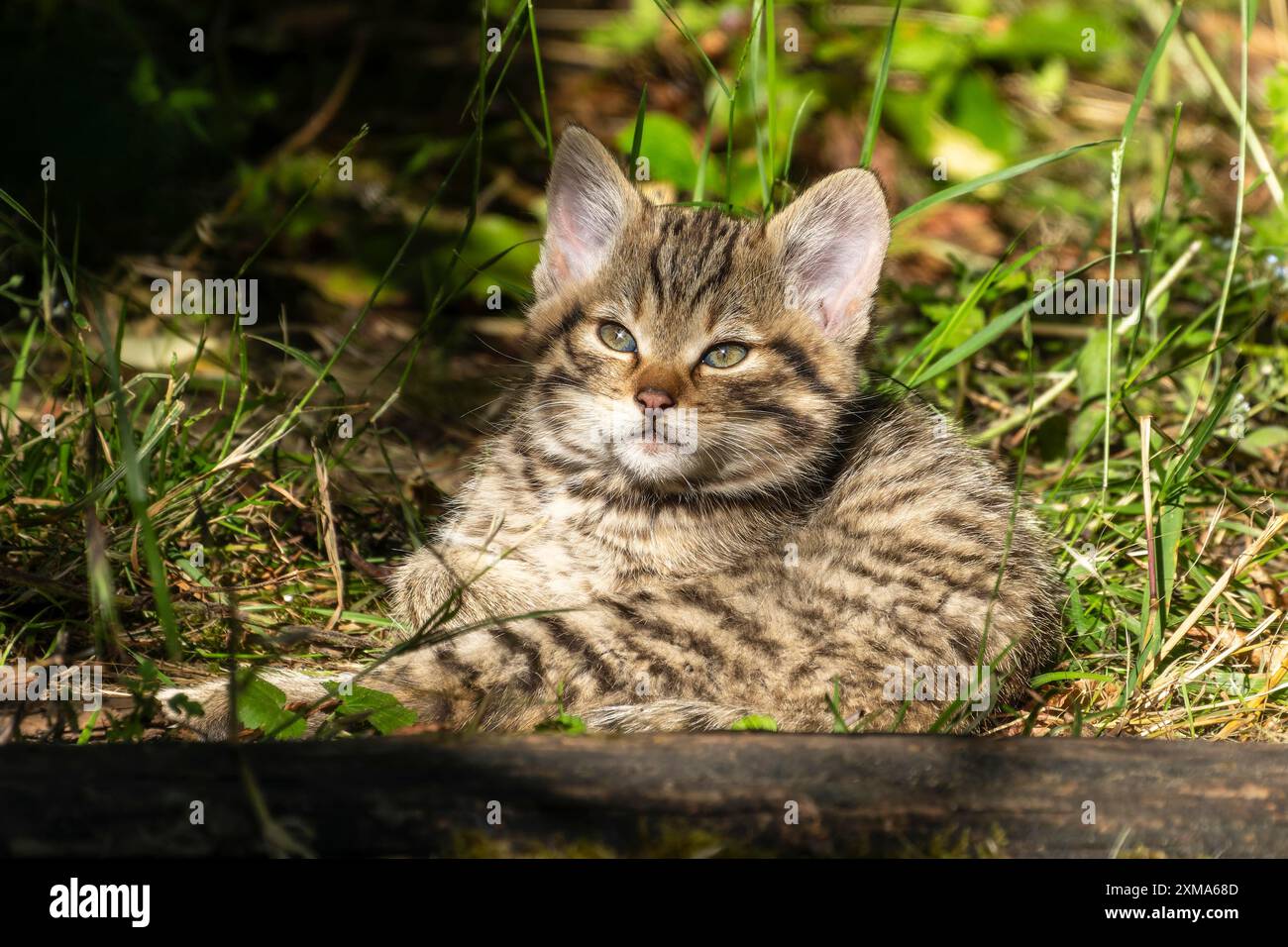 A tabby kitten sits in the forest on mossy ground, surrounded by grass ...
