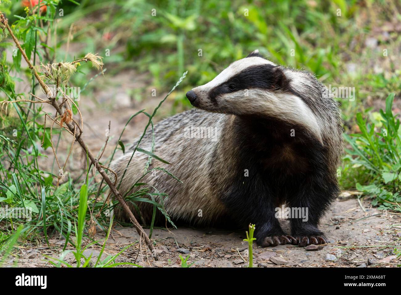 A badger sits on a path in a green forest landscape with dense ...