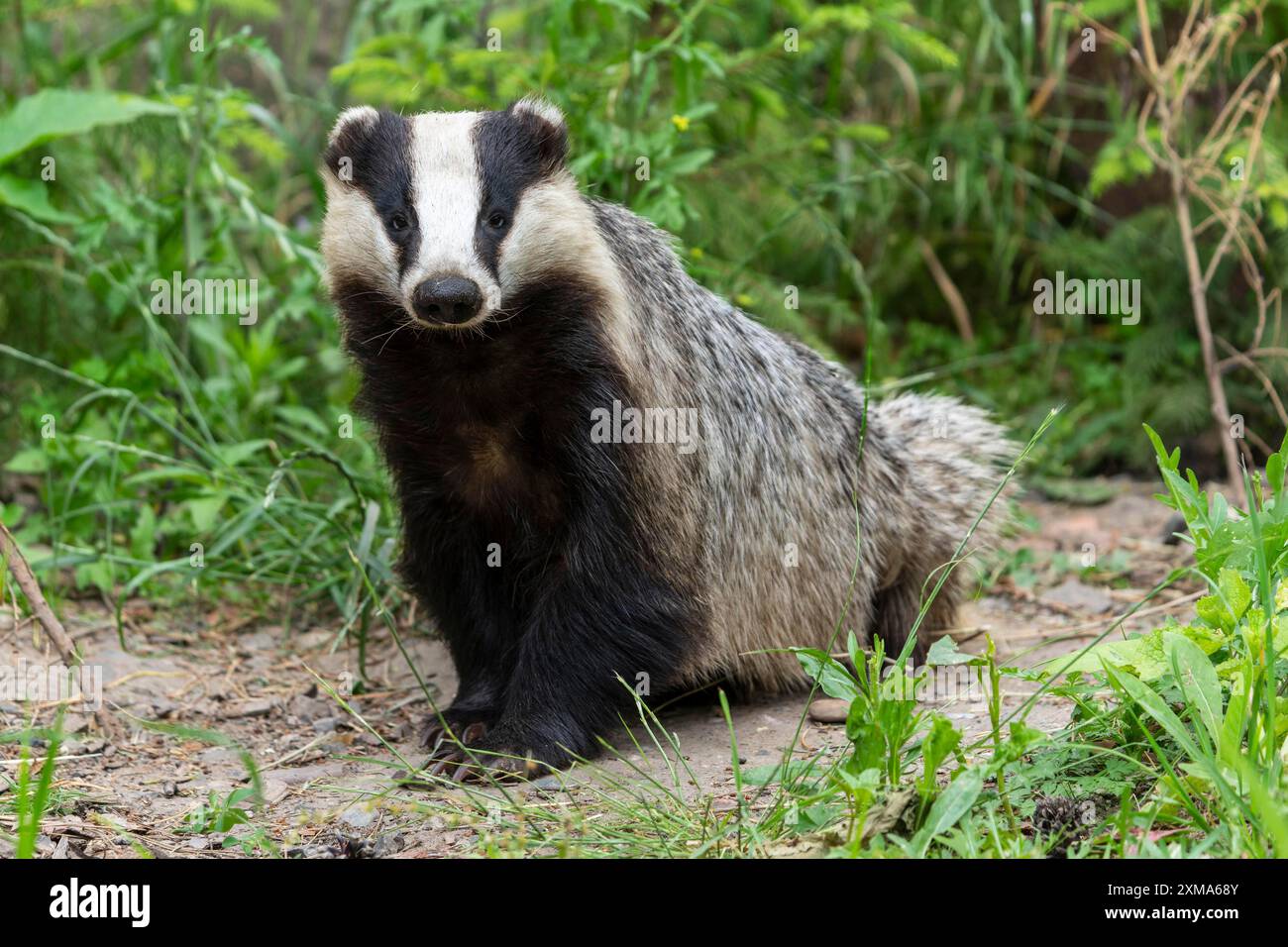 A badger sits relaxed on the ground in a green forest landscape ...