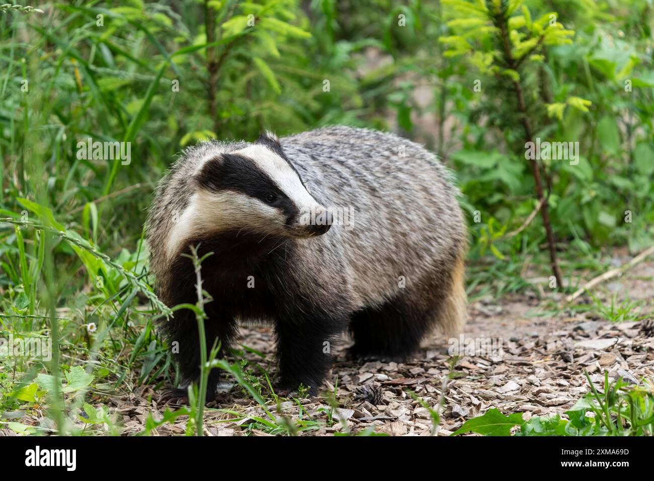 A badger runs through a green and densely overgrown forest landscape ...