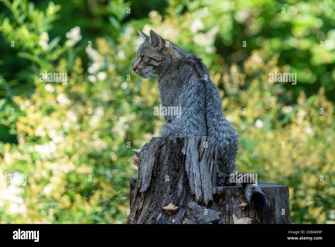A grey wildcat sitting on a tree stump in the forest, wildcat (Felis ...
