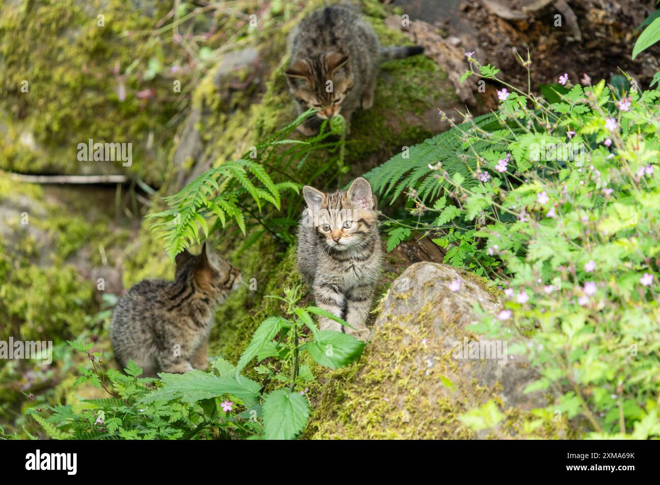 Three kittens playing together between stones and ferns in the green ...