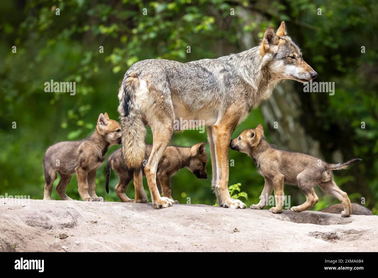An adult wolf stands with three small pups on a rock in the forest ...