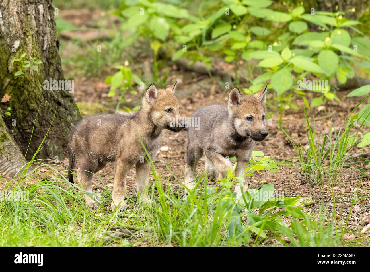 Two wolf pups explore the wooded ground surrounded by plants, European ...