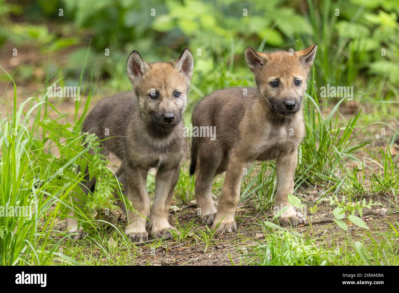 Two young wolf pups standing next to each other in the green forest ...