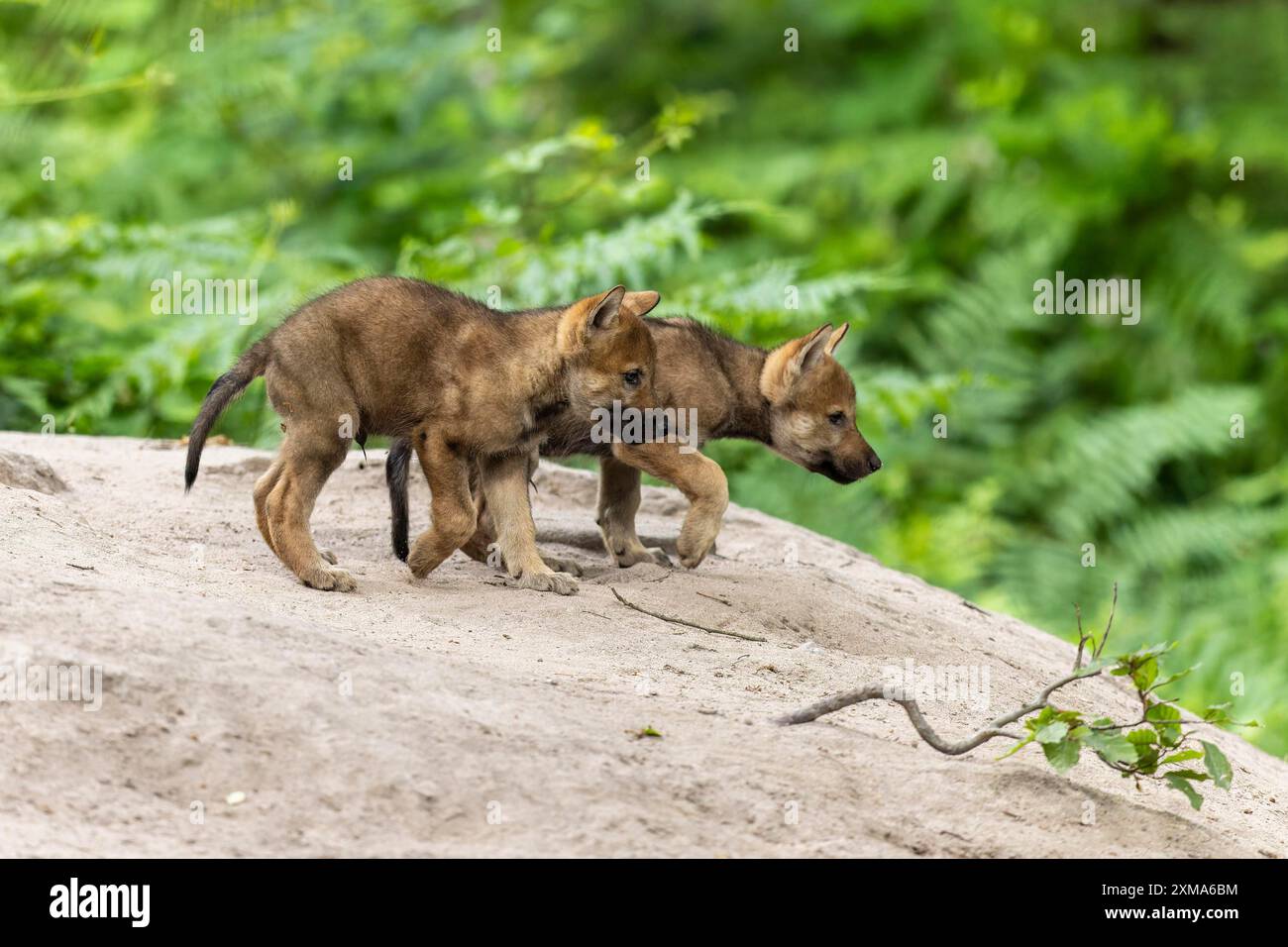 Two wolf pups walking curiously next to each other on a sandy path ...