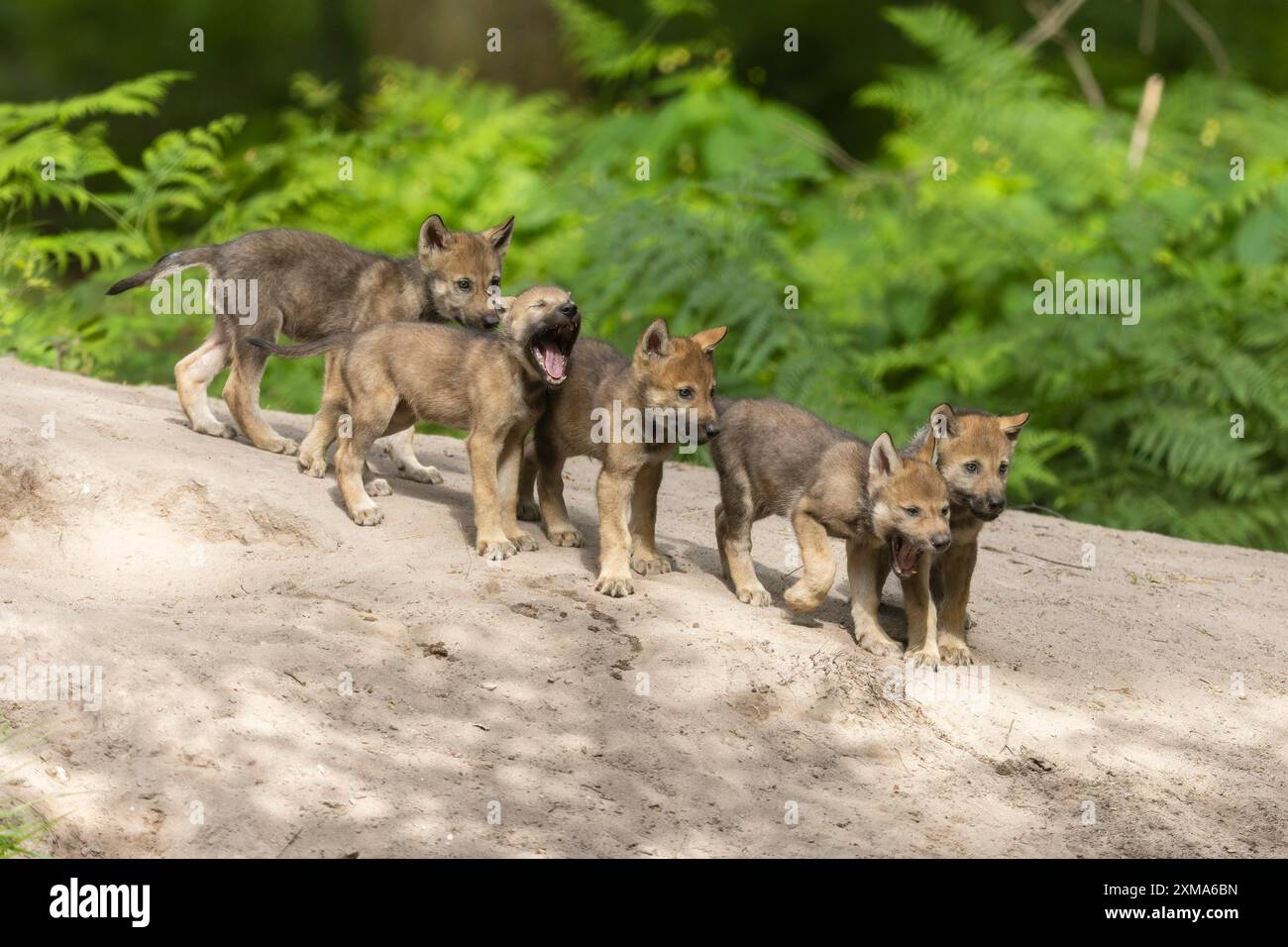 Five wolf pups explore a sandy hill in the forest together, European ...