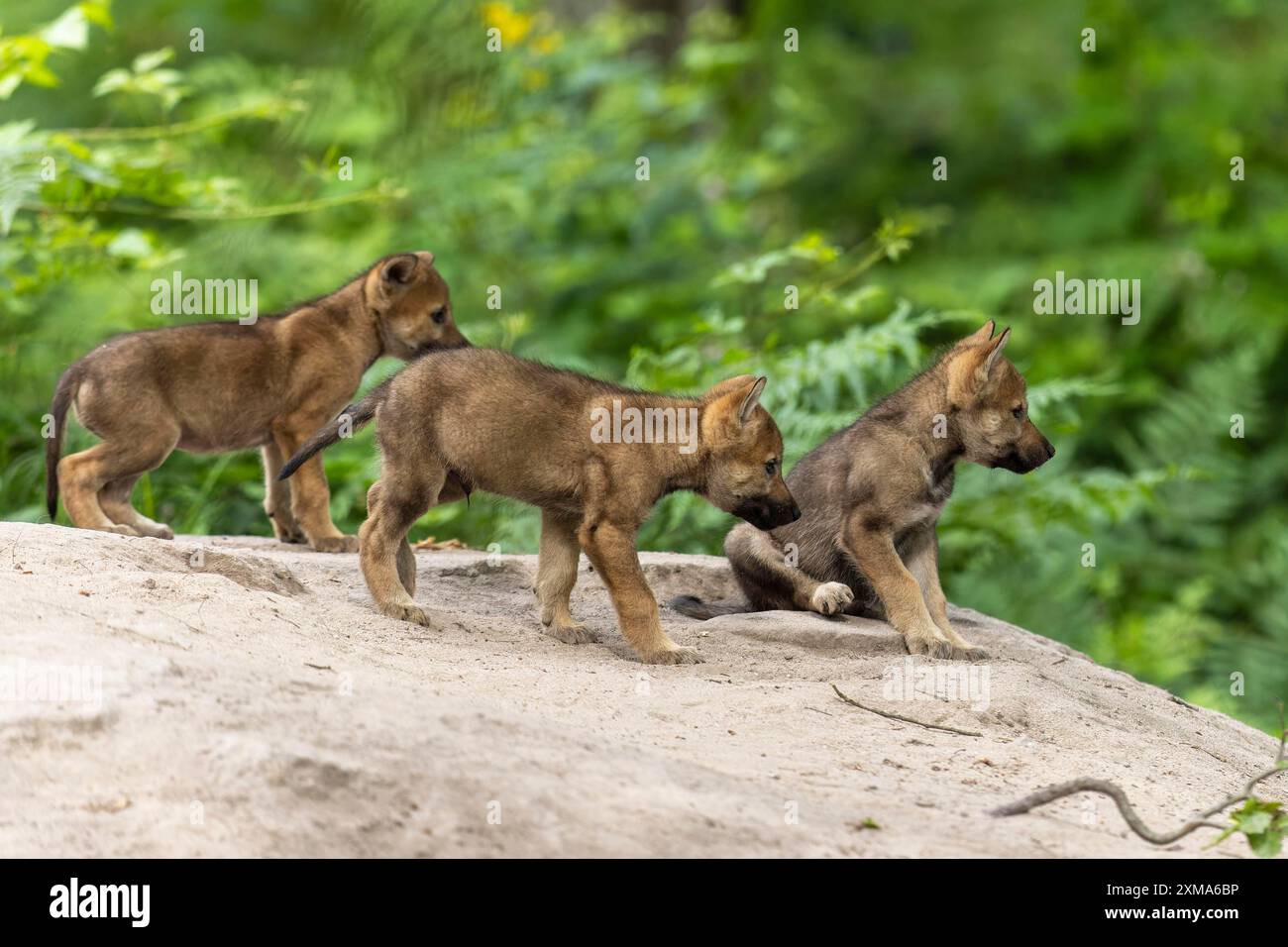 Three wolf pups explore the sandy surroundings in the forest, European ...