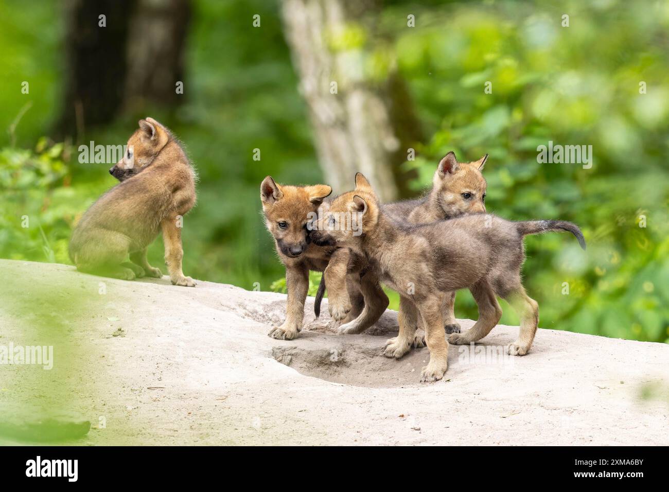 Four wolf pups playing and interacting together in the forest, European ...