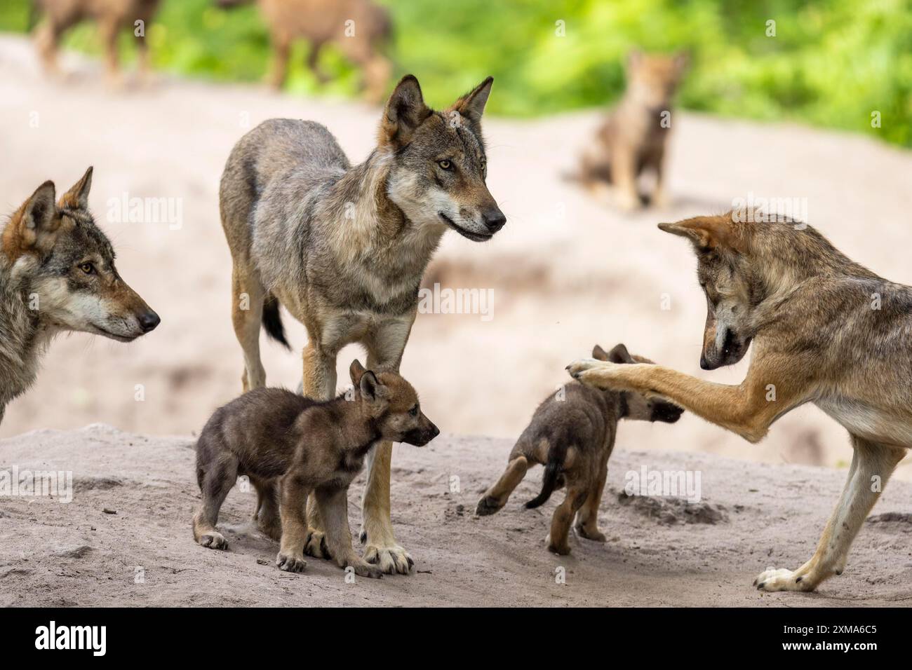 A pack of wolves together with wolf pups interacting in the forest ...
