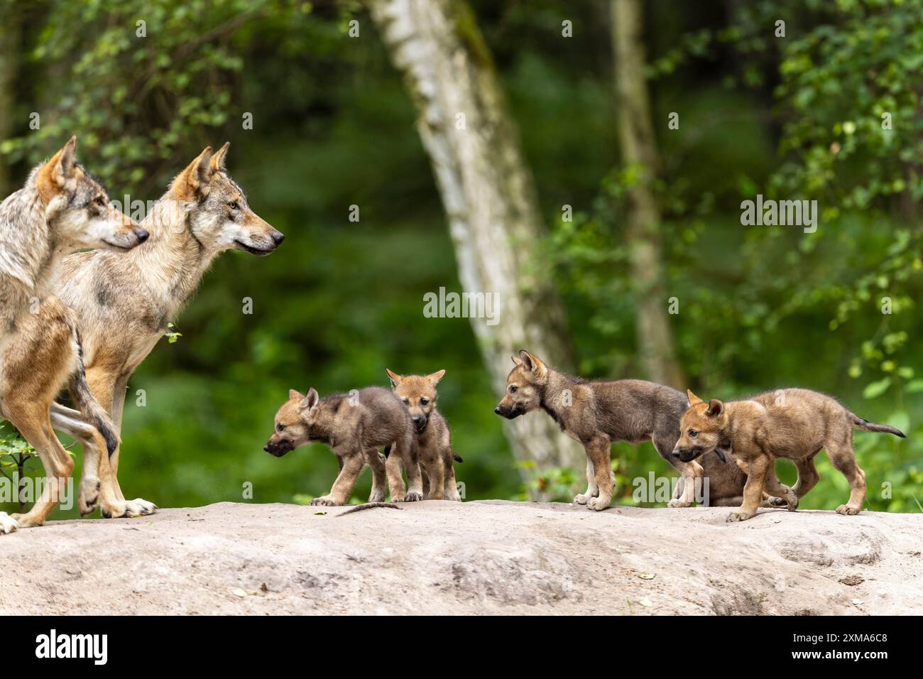 The wolf pack with adults and small pups moving together through the ...