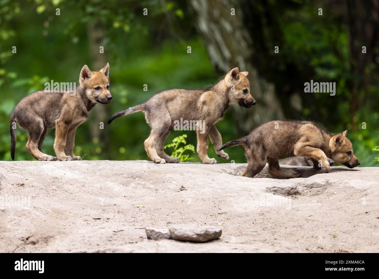 Three wolf pups exploring a rock in the green forest in summer, one ...