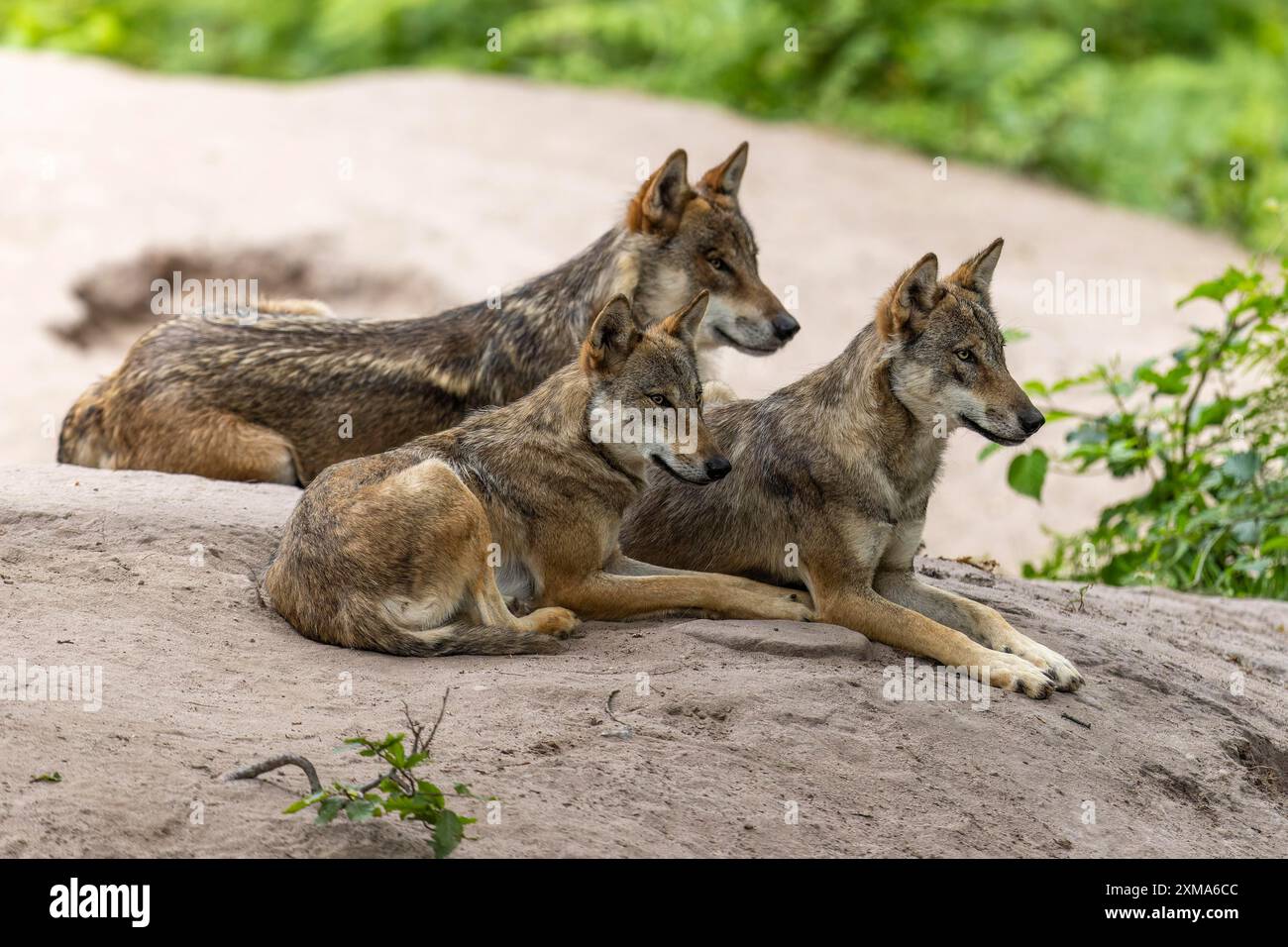 Three gray wolves (Canis lupus), Germany Stock Photo - Alamy