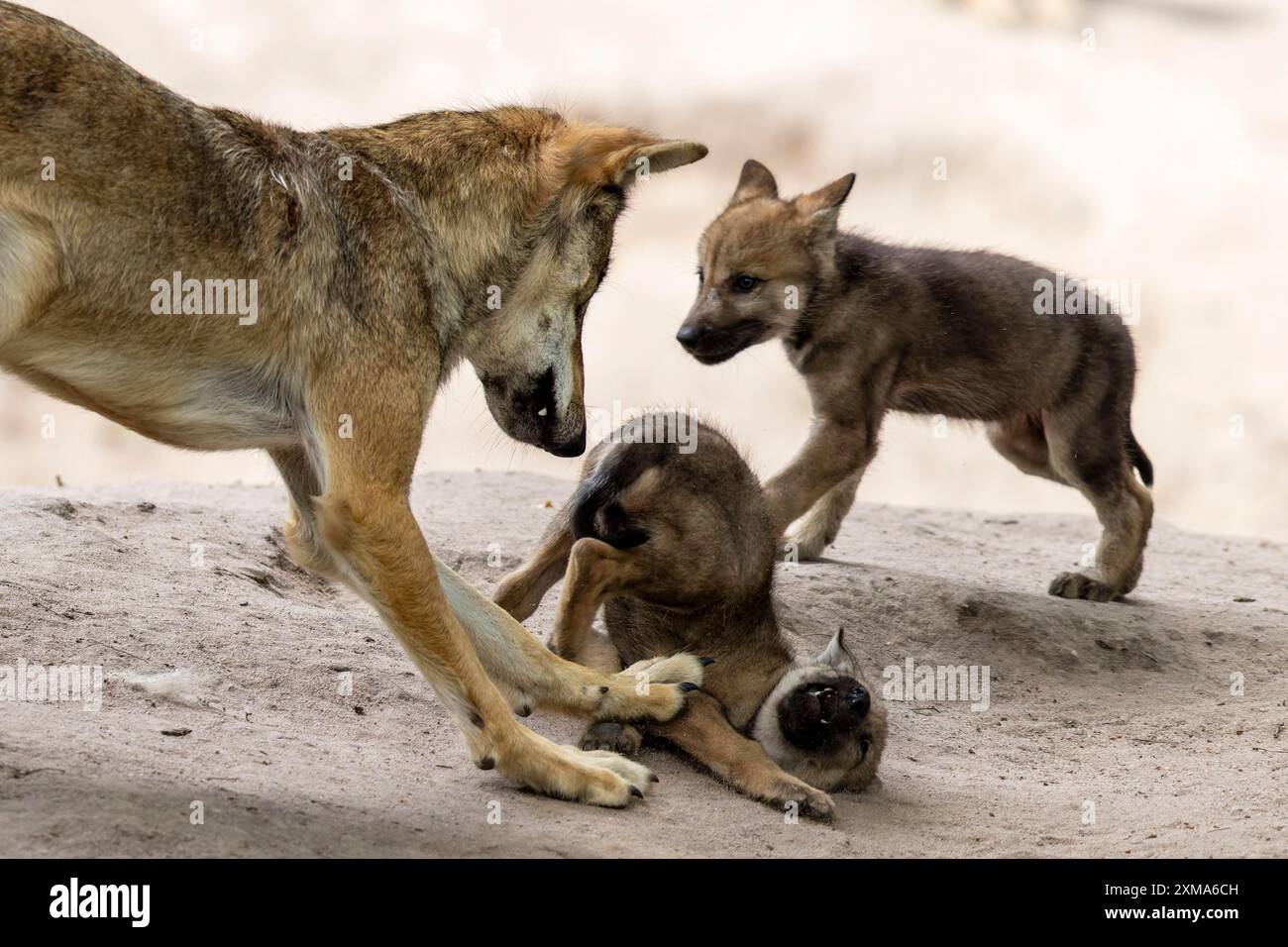 Two wolf pups and an adult wolf playing together in the sand, European ...