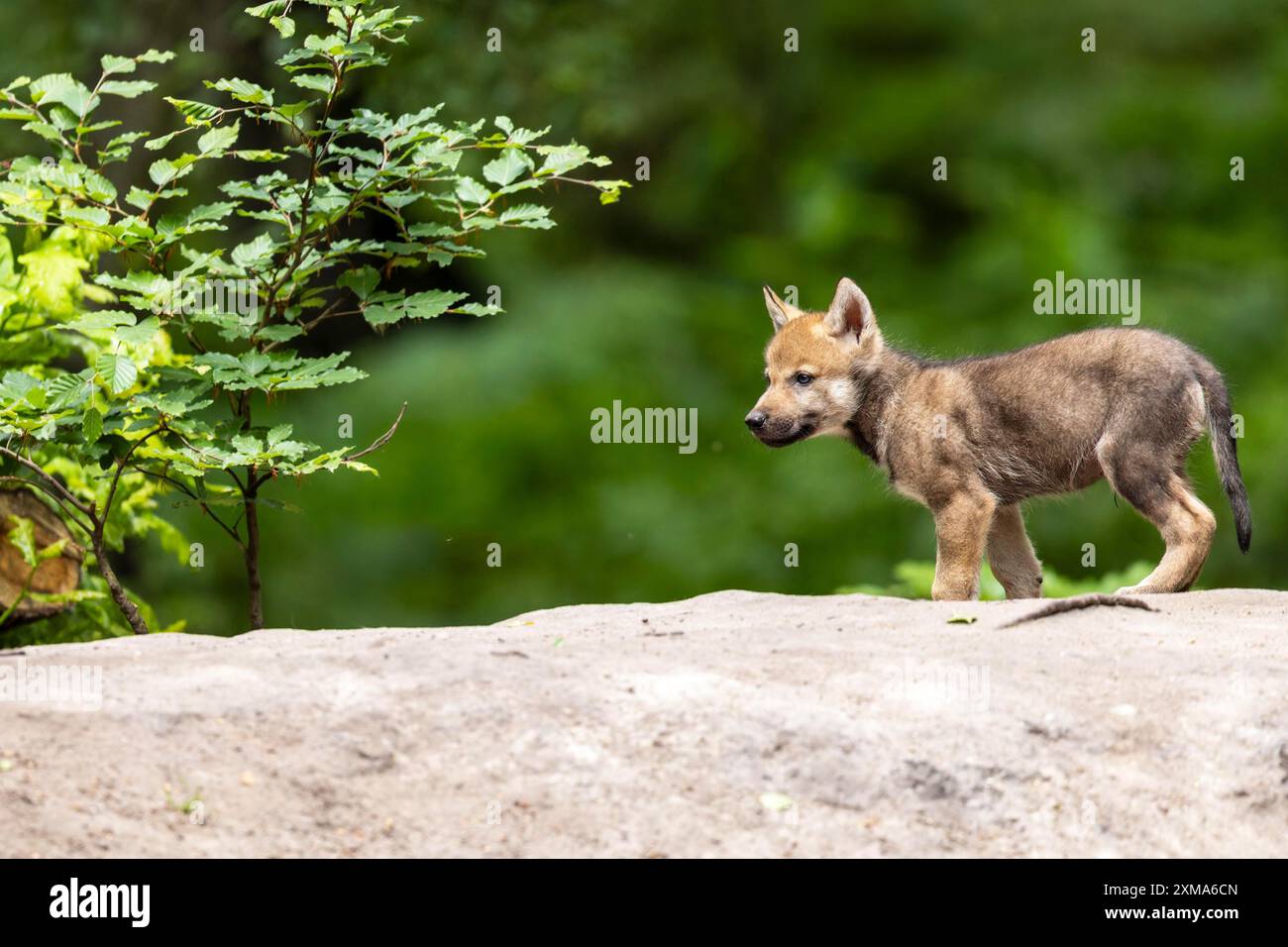 A wolf pup stands next to a small bush in a green forest, European grey ...