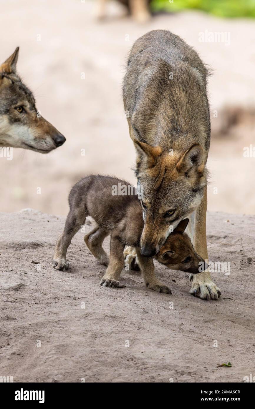 An adult wolf cares for a wolf pup in the forest, European grey gray ...